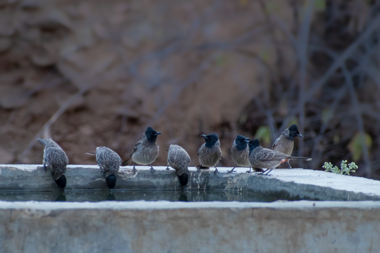UltraTech’s community watershed project in Madhya Pradesh revives ...
